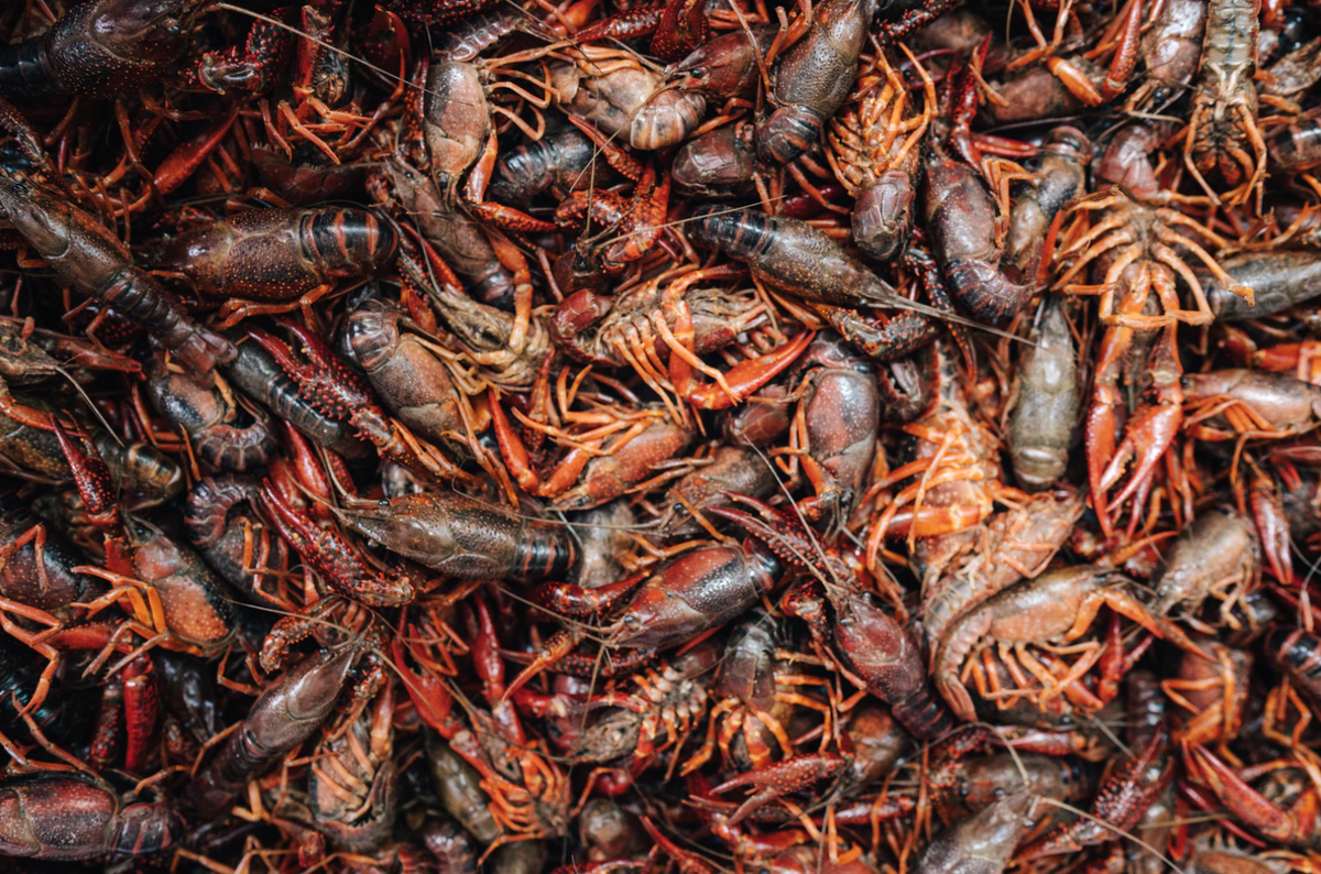 Fun Facts About Cajun Seafood History | Fathom Seafood
