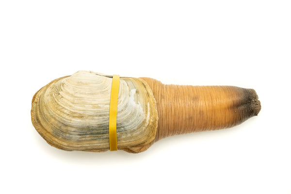 Buy Pacific Northwest Live Geoduck Clam | Fathom Seafood